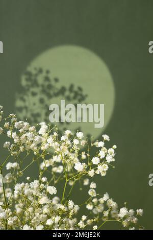 A closeup of small white Baby's-breath flowers, Gypsophila on a yellow ...