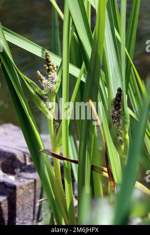 Branched hedgehog (Sparganium erectum) - flowering plant in the garden ...
