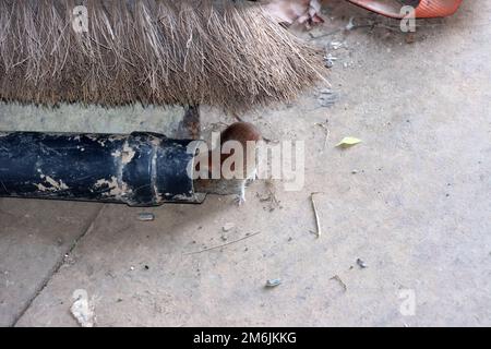 house mouse (Mus musculus), inspects a live trap, Germany, North Rhine ...