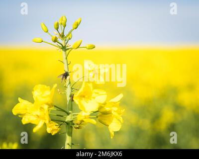 Macro Photo of a small fly on rapeseed in front of the setting sun ...