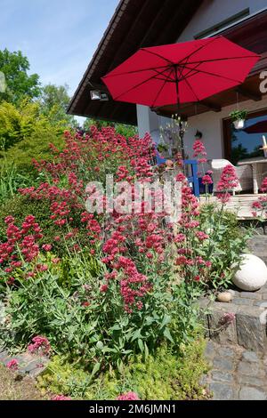 Red spurge (Centranthus ruber) in a natural garden Stock Photo - Alamy