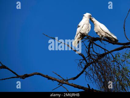 A Little Corella (Cacatua sanguinea) flying in the sky in Sydney, NSW ...