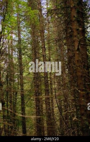 Deep forest in Lapland, Norway Stock Photo - Alamy