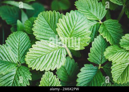 Fresh green leaves of musk strawberry in spring garden Stock Photo - Alamy