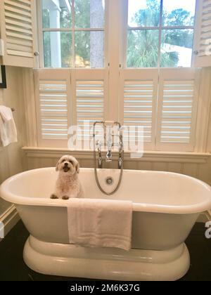 Dog getting a bath Stock Photo - Alamy