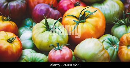 Picked multicolored homegrown tomatoes, red yellow green orange colors ...