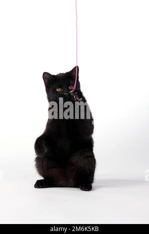 Concord, Nc, USA. 30th Nov, 2009. A black kitten plays in a studio ...