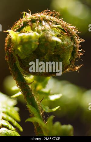 remote wood fern - Dryopteris remota Stock Photo - Alamy