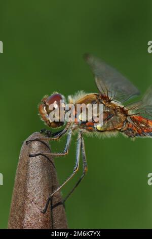 A red Common Darter (Sympetrum striolatum) dragonfly on the wing in ...
