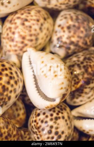 Same type of sea shells collected for decorative purposes Stock Photo ...