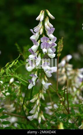Wood Vetch (Vicia sylvatica Stock Photo - Alamy