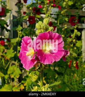 Red flowers of the beautiful mallow Stock Photo - Alamy