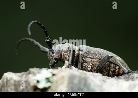 Long-horned weaver beetle Stock Photo - Alamy