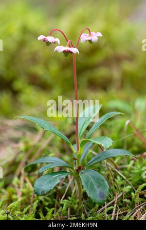 A small graceful flower umbellate wintergreen (Chimaphila umbellata) in ...