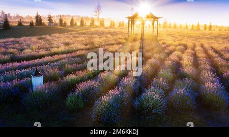Lavender fields with decorations. Great places for photo shoots ...