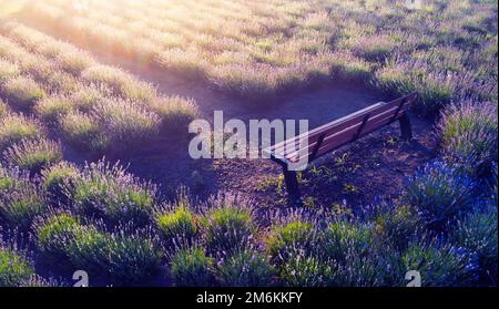 Lavender fields with decorations. Great places for photo shoots ...