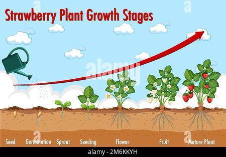 Life cycle of strawberry diagram illustration Stock Vector Image & Art ...