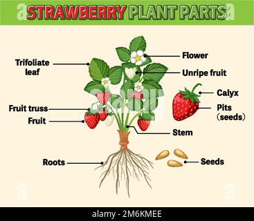 Strawberry Plant Diagram