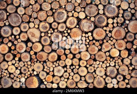 Round sections of wooden branches. Abstract natural background or ...