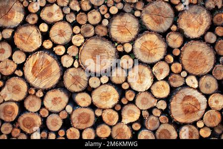 Round sections of wooden branches. Abstract natural background or ...