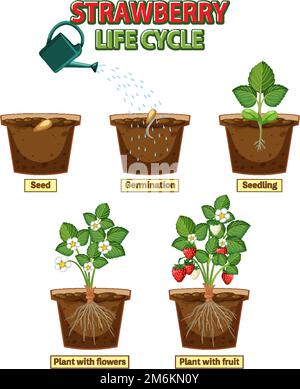 Life cycle of strawberry diagram illustration Stock Vector Image & Art ...