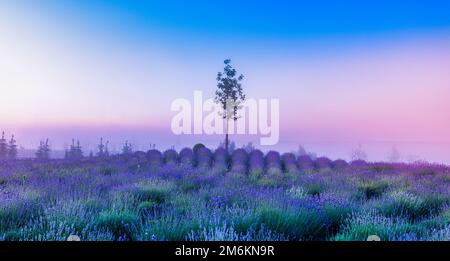 Lavender fields with decorations. Great places for photo shoots ...