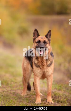 standing German Shepherd Stock Photo - Alamy
