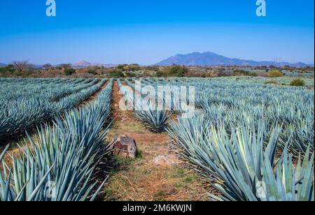 Blue Agave field in Tequila, Jalisco, Mexico Stock Photo - Alamy