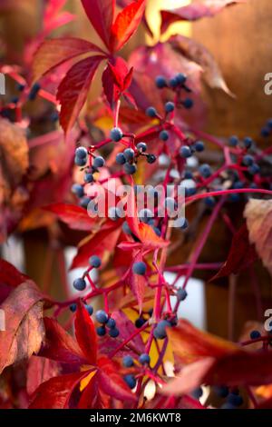 Wild grape leaves Stock Photo - Alamy