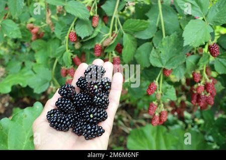 Blackberries, fruits at different stages of ripening Stock Photo - Alamy