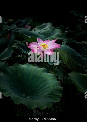 Vertical shot of a blooming pink lotus flower Stock Photo - Alamy