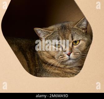 Adult straight-eared Scottish cat on the background of a green chalk ...
