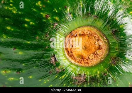 Extreme closeup view of green avocado stalk. Avocado, plant of a large ...