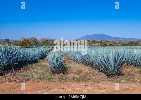 Agave Landscape In Tequila, Jalisco A World Heritage Site by UNESCO ...