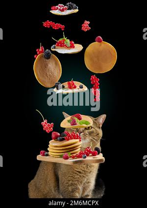 Levitating baked pancakes with fruits and funny cat Stock Photo - Alamy