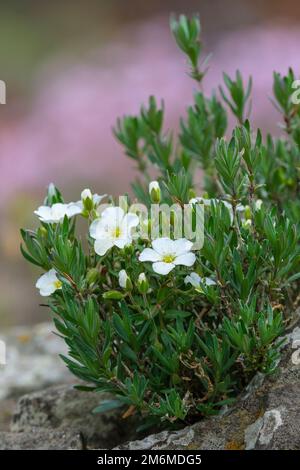 Arenaria montana (Mountain sandwort) flowering in a garden on the edge ...