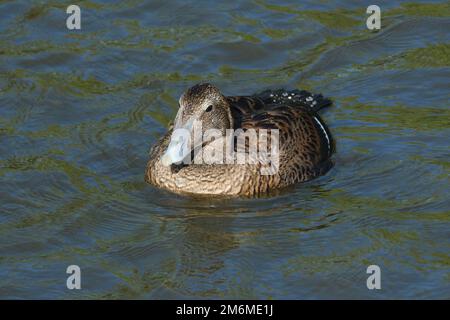 Female Eider Duck (Somateria mollissima) Resting on a Seaweed Covered ...