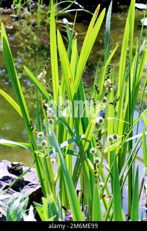 Branched hedgehog (Sparganium erectum) - flowering plant in the garden ...