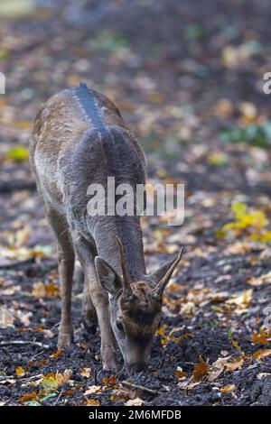 Fallow Deer buck and brocket Stock Photo - Alamy