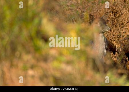 Fallow Deer doe in fern thicket Stock Photo - Alamy