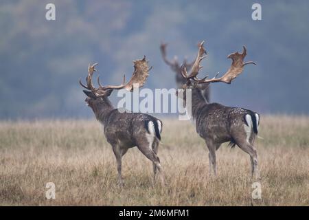 Fallow Deer bucks in parallel walk during the rut Stock Photo - Alamy