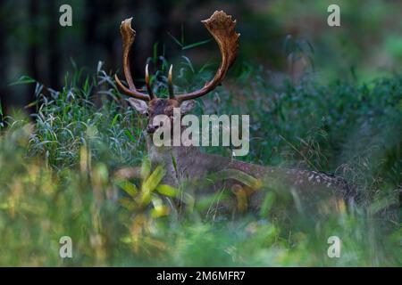 Deer buck rutting in pairing season on the meadow Stock Photo - Alamy