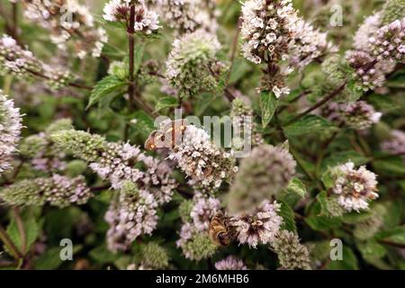 Golden borer (Pyrausta aurata), mint moth on a mint (Mentha Stock Photo ...