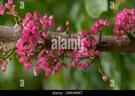 Pink flowers of Euodia (Melicope elleryana), the host plant for Ulysses ...