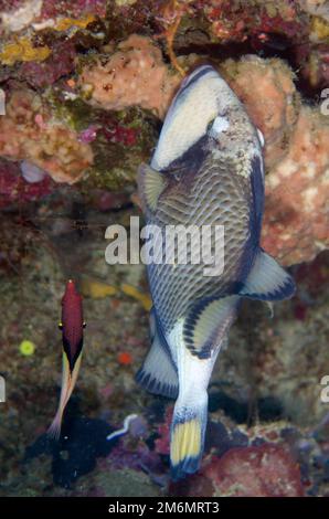 Titan Triggerfish, Balistoides viridescens, Post 2 dive site, Menjangan ...