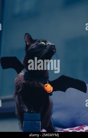 A black cat with bat wings growling Stock Photo - Alamy