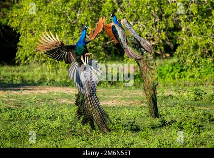Two peacocks (Pavo cristatus) are fighting each other in Yala National ...