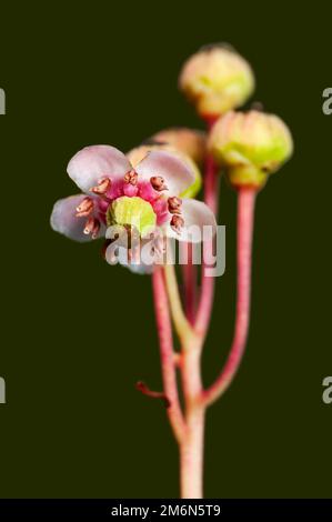 A small graceful flower umbellate wintergreen (Chimaphila umbellata) in ...