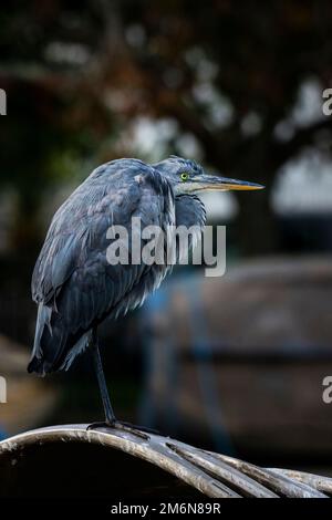 An immature Grey Heron, Ardea cinerea perched in Trenance Boating Lake ...