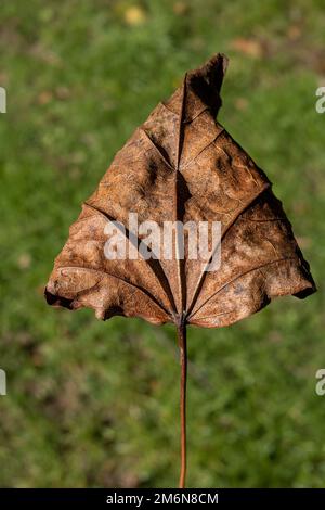 Common lime leaf (Tilia x europaea Stock Photo - Alamy